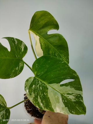 Monstera  Albo Variegata EXACT PLANT 15.8.9