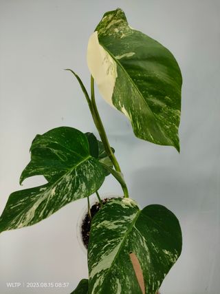 Monstera  Albo Variegata EXACT PLANT 15.8.9