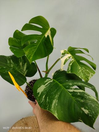 Monstera  Albo Variegata EXACT PLANT 15.8.12