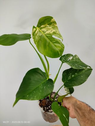 Monstera  Albo Variegata EXACT PLANT 15.8.13