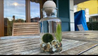 Marimo, alga palla