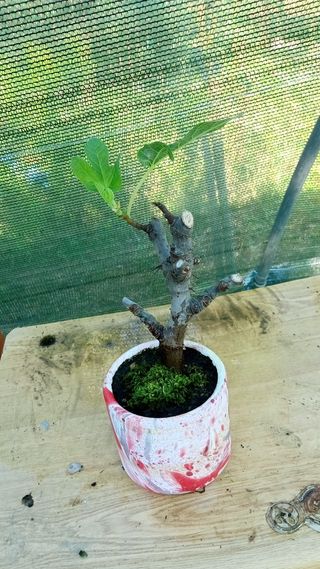 Mini bonsai di Fico