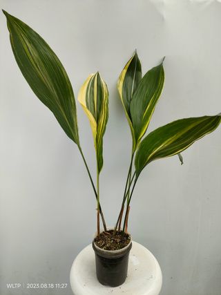 Aspidistra elatior Variegata 18.8.4 EXACT PLANT