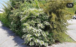 Pianta di Ligustro sinense da Siepe