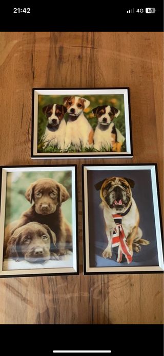 quadro cani