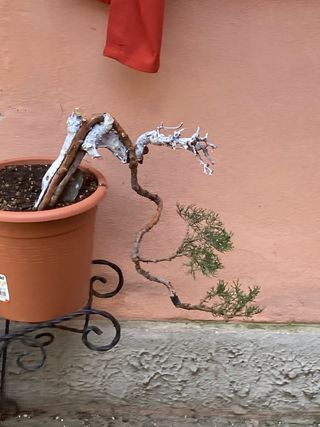 Ginepro Bonsai oltre 50 anni