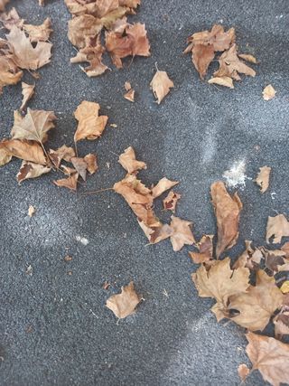 foglia