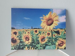 Tela campo di girasoli