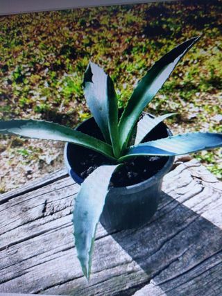 Agave americana diam. vaso 14 cm alt.25