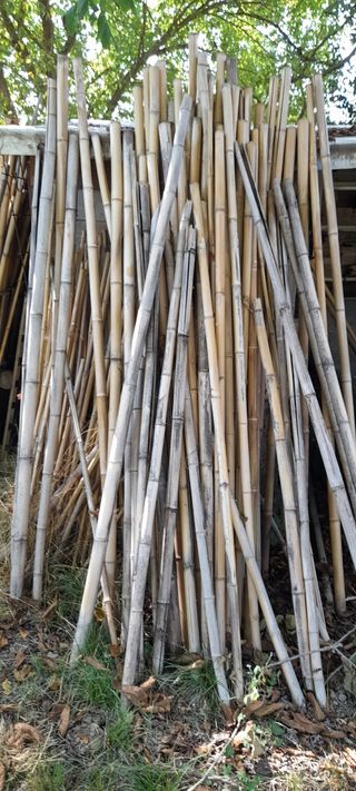 Canne di bambù