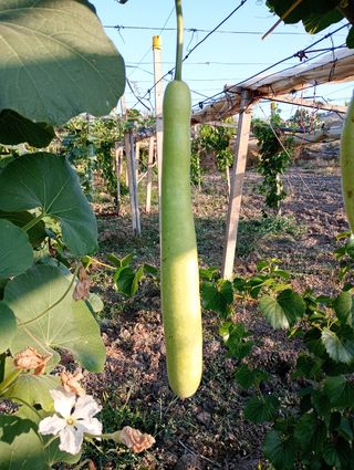 Zucchine di minestra