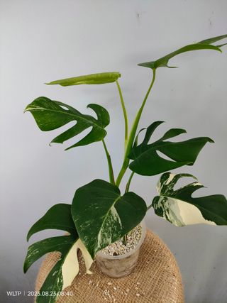 Monstera deliciosa Albo Variegata UNIQUE 23.8.9