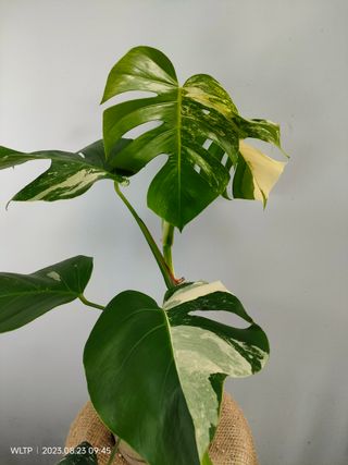 Monstera deliciosa Albo Variegata UNIQUE 23.8.33
