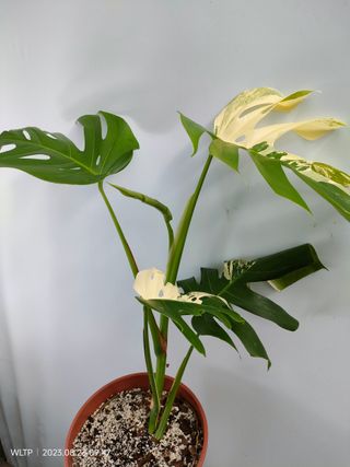 Monstera deliciosa Albo Variegata UNIQUE 23.8.34