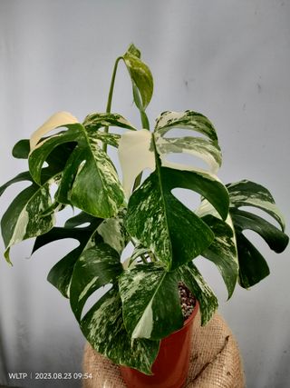 Monstera deliciosa Albo Variegata UNIQUE 23.8.39