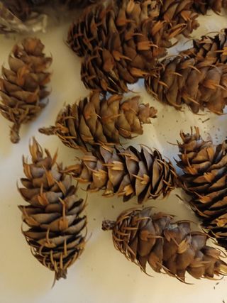 50 pigne per decorazioni