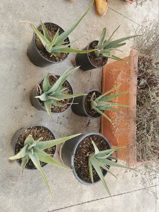 Piante ALOE