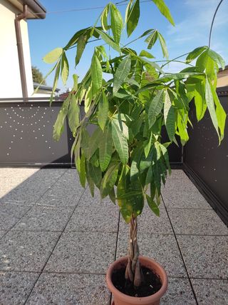 Pianta pachira