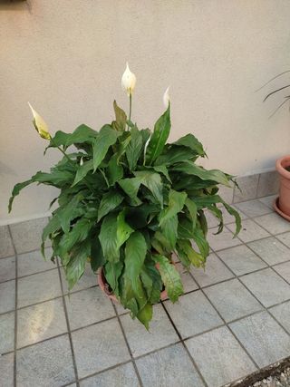 Pianta spatifillo