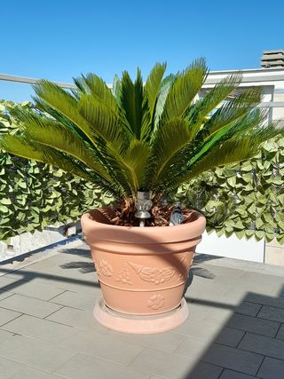 Pianta Cycas