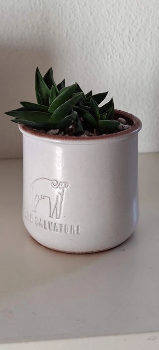 Piantine di San Salvatore