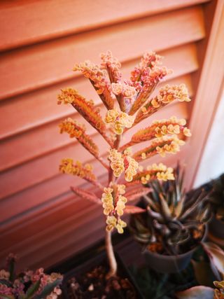 Kalanchoe pink butterfly