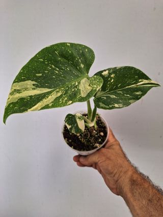 Monstera Thai constellation , Exact plant 24.8.1