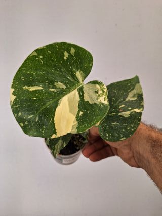 Monstera Thai constellation , Exact plant 24.8.2