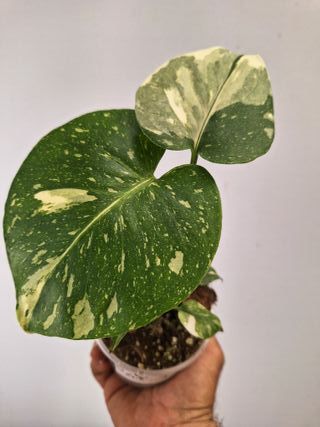 Monstera Thai constellation , Exact plant 24.8.3