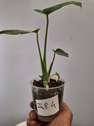 Monstera Thai constellation , Exact plant 24.8.4