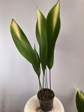 Aspidistra Elatior 'ASAHI'