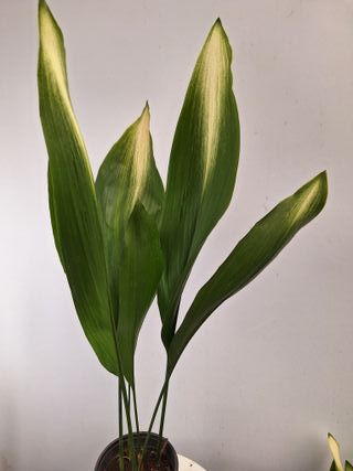 Aspidistra Elatior 'ASAHI'