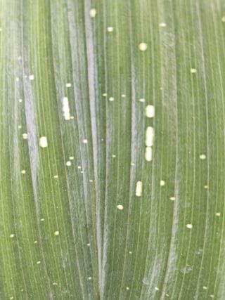 Aspidistra Elatior 'HOSHI ZORA'