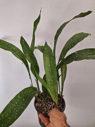 Aspidistra 'Milky Way'