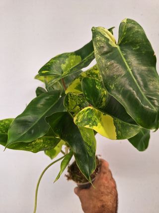 Phil. Burle Marx variegata EXACT PLANT 24.8.11