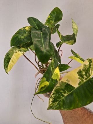 Phil. Burle Marx variegata EXACT PLANT 24.8.13