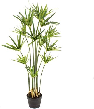 Pianta di Cyperus Alternifolius 100cm