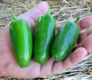 pianta di peperoncino semi di jalapeno verde