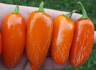 pianta di peperoncini semi di jalapeno orange