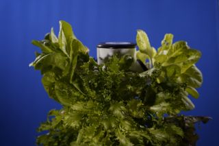 Torre aeroponica per coltivazione