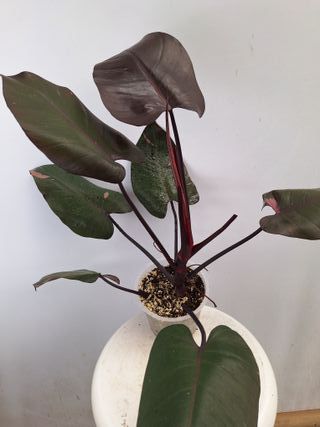 Phil. Pink Princess EXACT PLANT 25.8.2