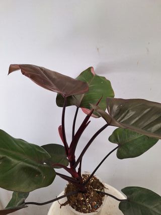 Phil. Pink Princess EXACT PLANT 25.8.3