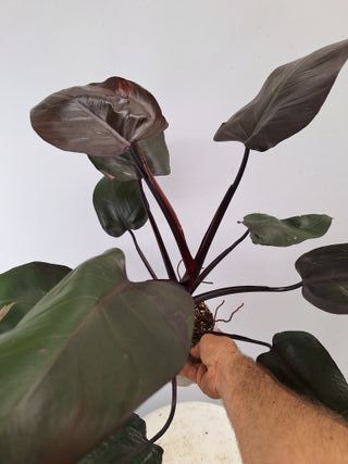 Phil. Pink Princess EXACT PLANT 25.8.4