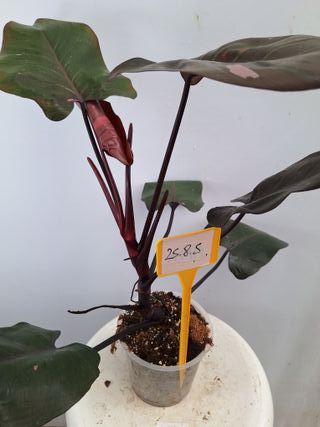 Phil. Pink Princess EXACT PLANT 25.8.5