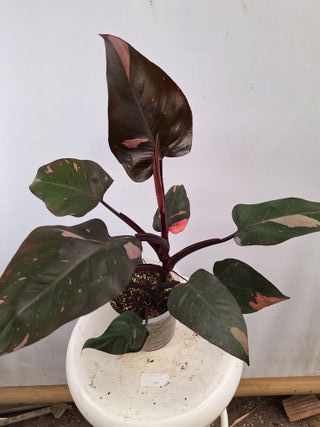 Phil. Pink Princess EXACT PLANT 25.8.6