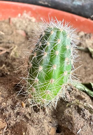 Mini cactus pochi mesi