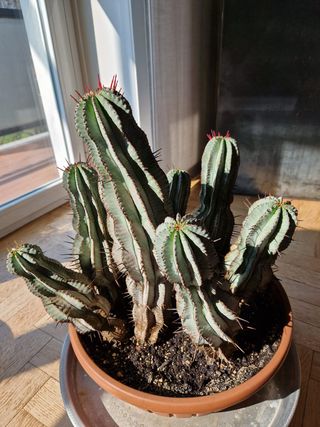 Euphorbia horrida