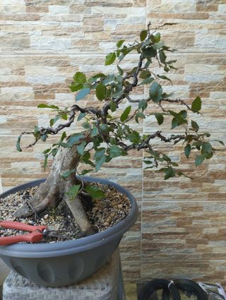 Prebonsai carpino bianco