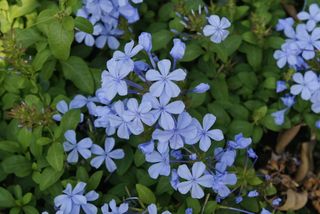 Pianta plumbago gelsomino celeste azzurro vaso 14
