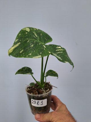 Monstera Thai constellation , Exact plant 29.8.1